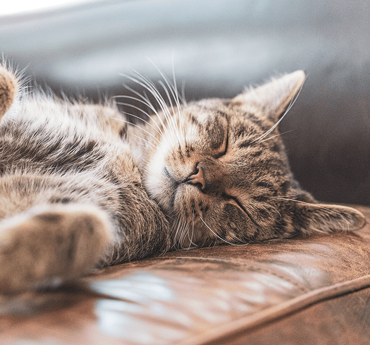 Fun Facts About Cats